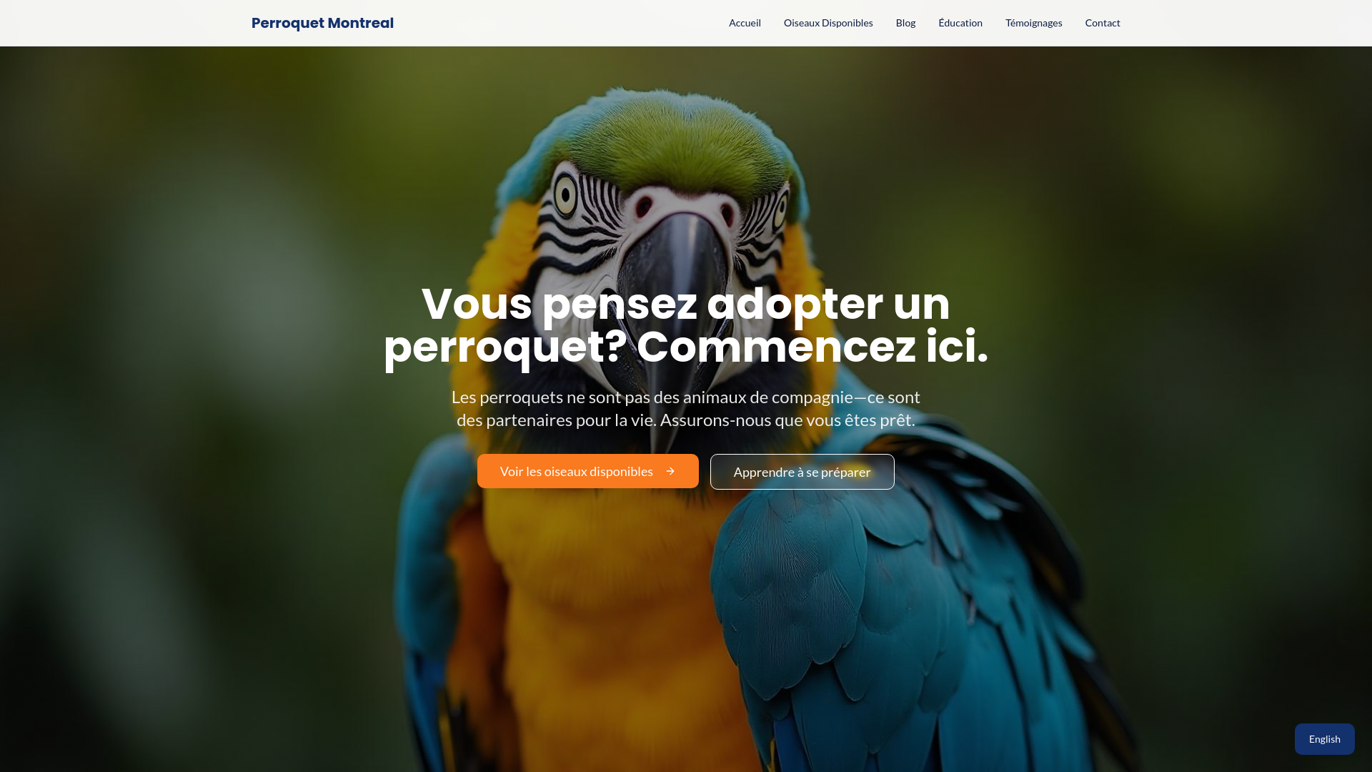 Vous pensez adopter un perroquet? Commencez ici | Perroquet Montreal